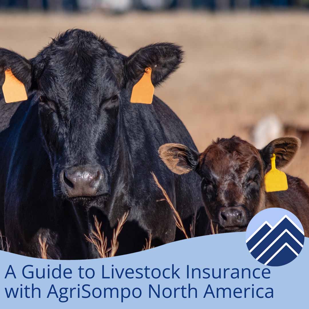 A Guide to Livestock Insurance with AgripSompo North America - Purple ...